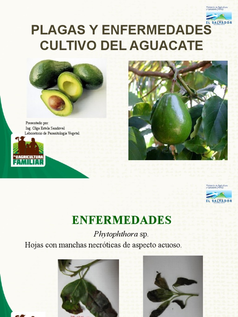 AGUACATE Plagas y Enfermedades | PDF