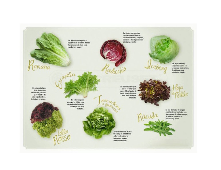 Tipos de Lechuga | PDF