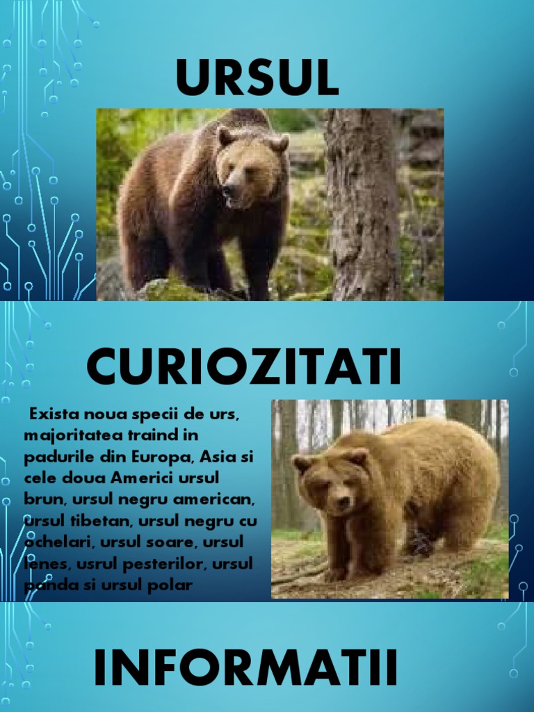Ursul | PDF