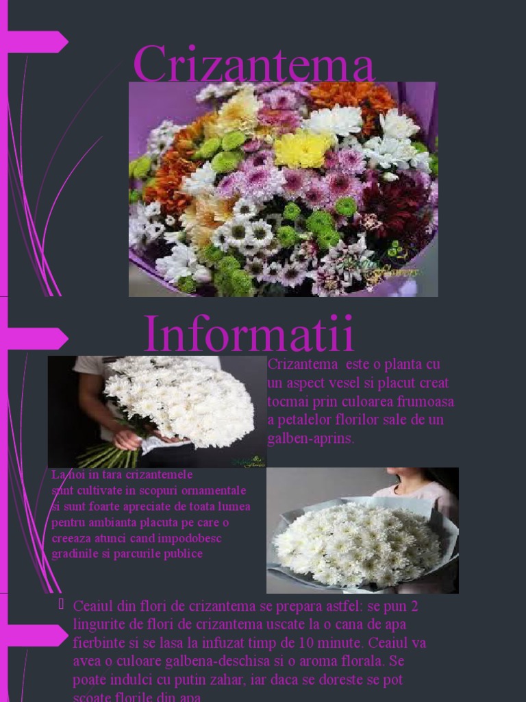 Crizantema | PDF