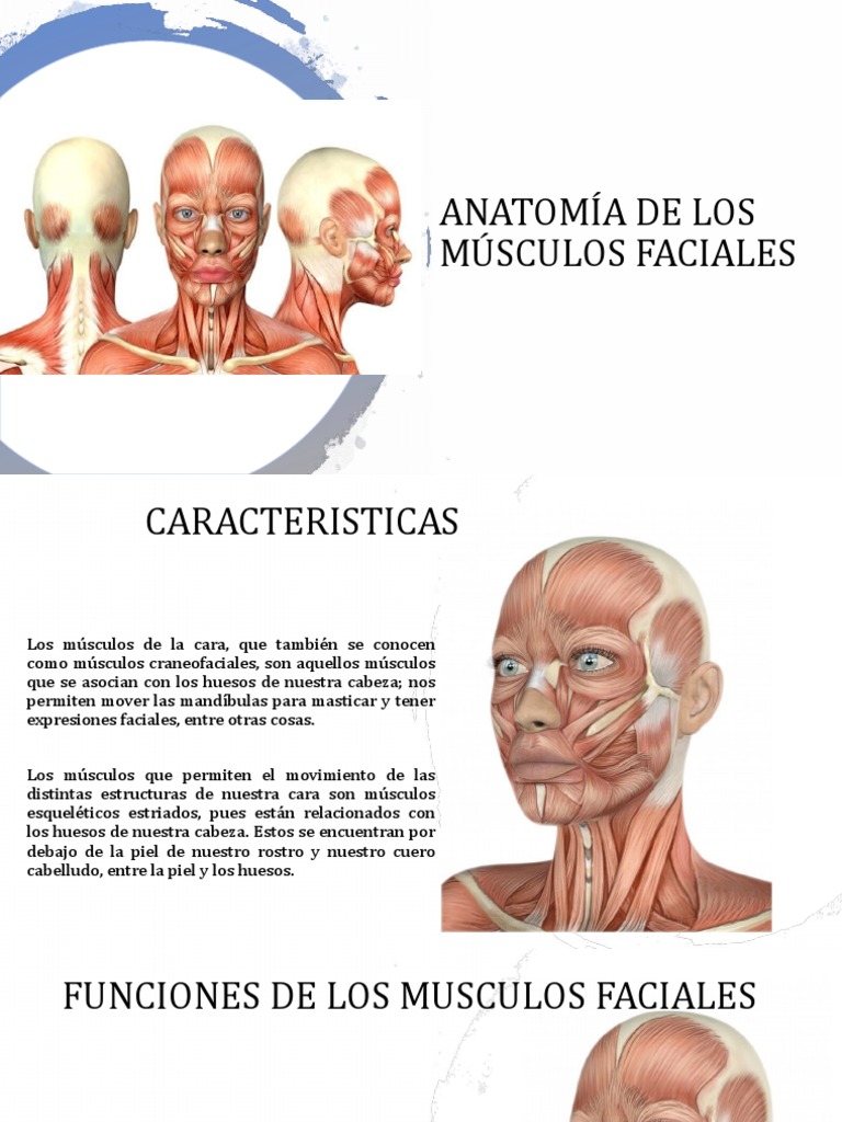 Anatomía de Los Músculos Faciales | Descargar gratis PDF | Cara | Cabeza y cuello humanos