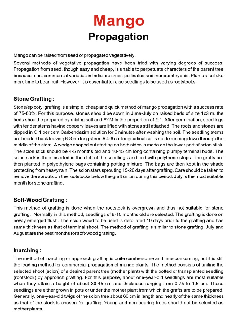 Mango: Prop Agation | PDF | Grafting | Agriculture