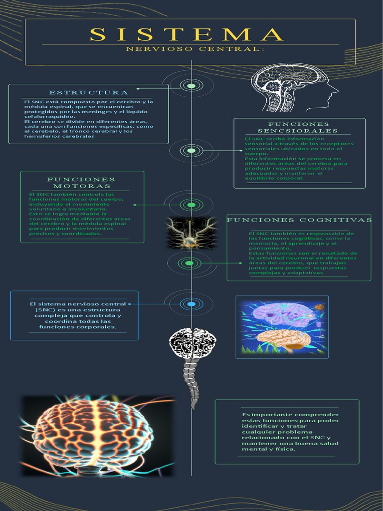 Infografia SNC | PDF | Sistema nervioso central | Cerebro