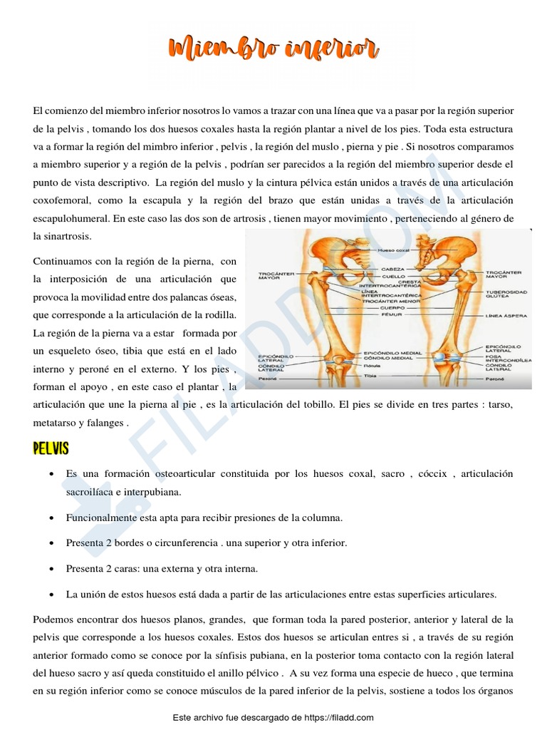 Resumen Anatomía Miembro Inferior | PDF | Pelvis | Sistema musculoesquelético