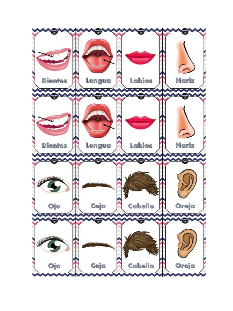 Partes del cuerpo memorama | PDF