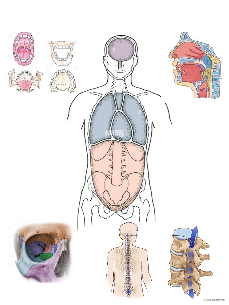 Cavidades Del Cuerpo Humano | PDF