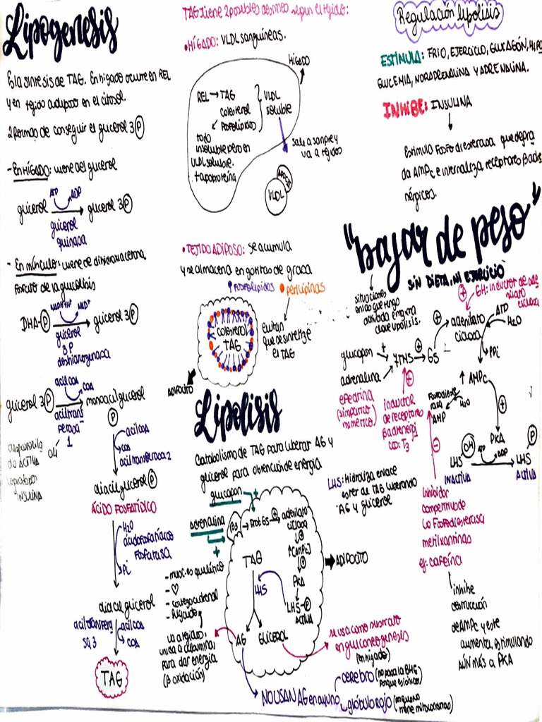 BQM - Lipolisis y Lipogenesis | PDF