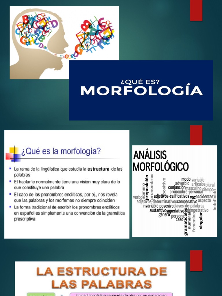 Morfologia | PDF