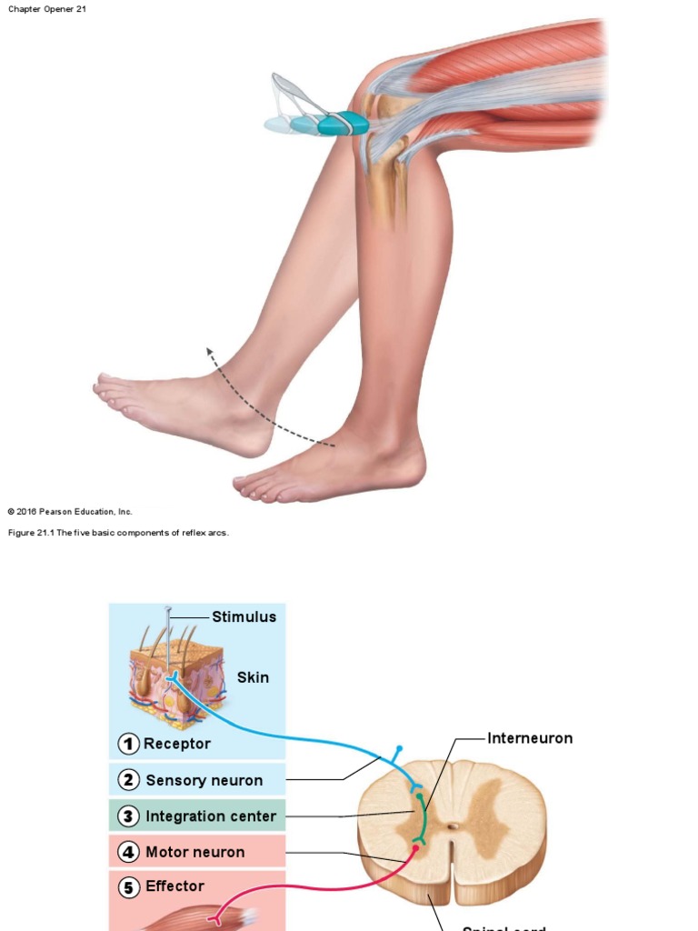 © 2016 Pearson Education, Inc | PDF | Motor Neuron | Neuroanatomy