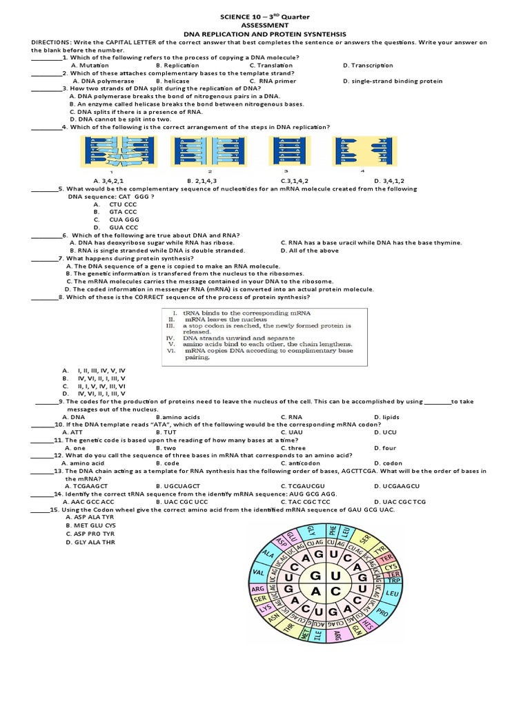 DNA Replication and Protein Synthesis Quiz | PDF | Dna | Rna