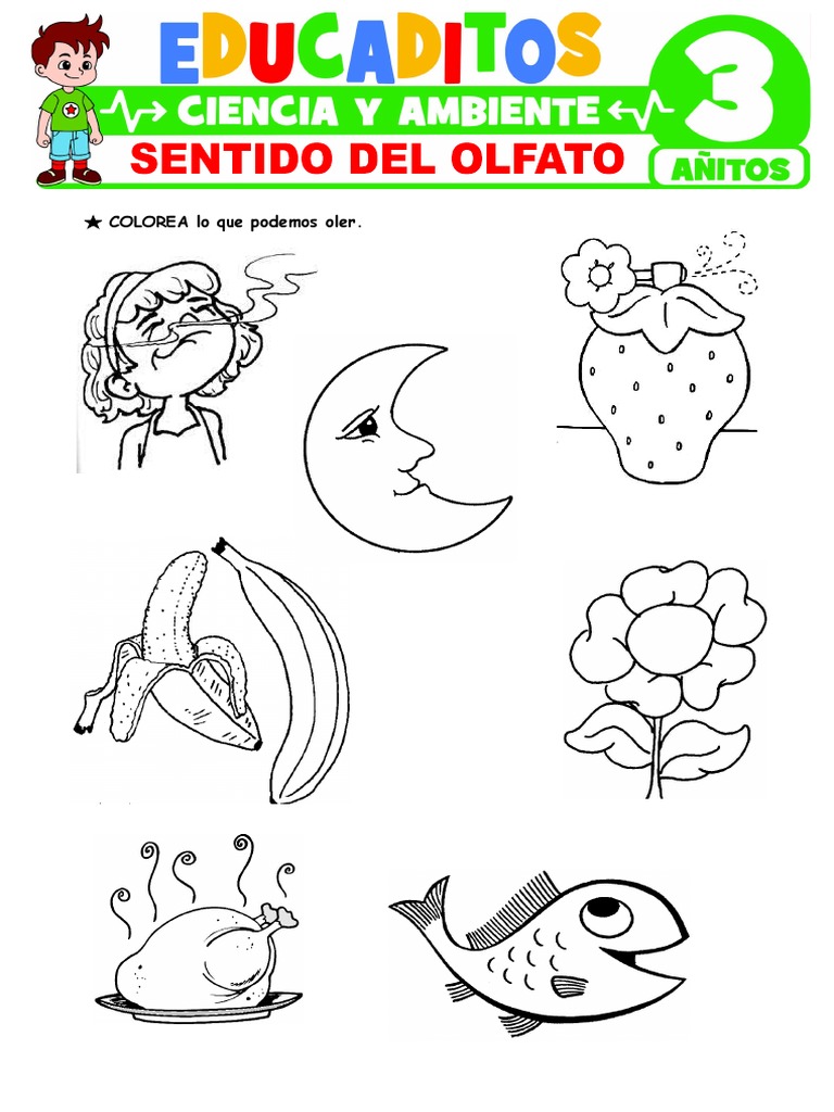 Sentido Del Olfato para Ninos de 3 Anos | PDF