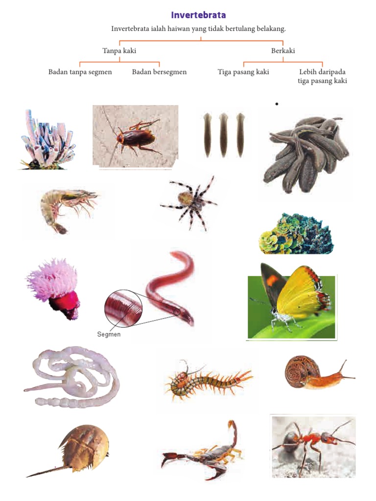 Bab 1 - Aktiviti Pengelasan Haiwan | PDF