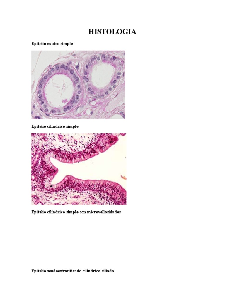Histologia: Epitelio Cubico Simple | PDF