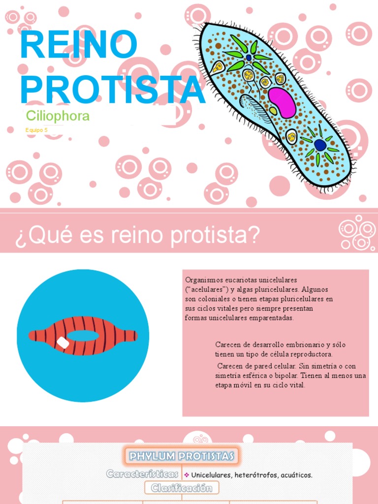 Características del Reino Protista | PDF | Biología Celular) | Biología