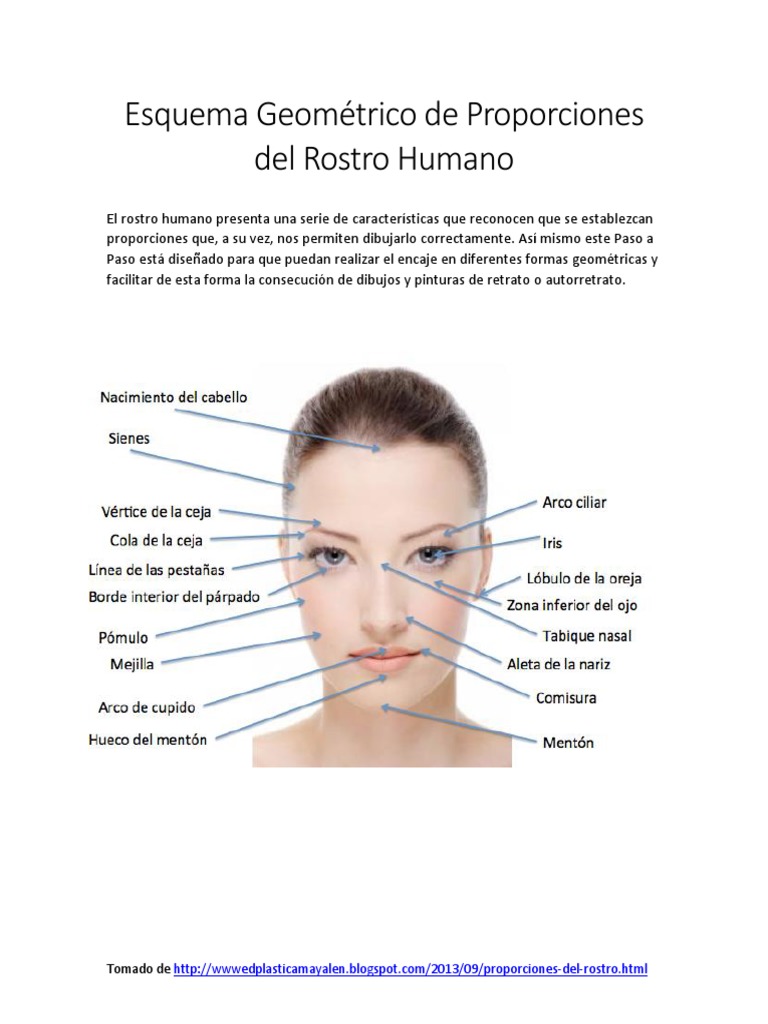 Esquema Geométrico de Proporciones Del Rostro Humano | PDF