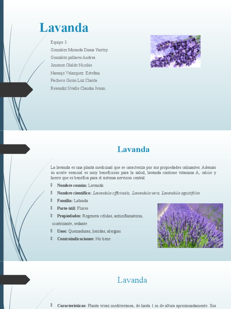 Lavanda | PDF | Lavandula | Petróleo