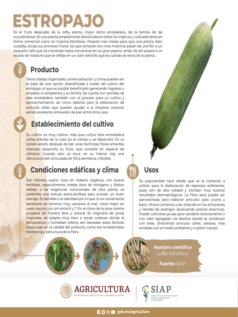 Cultivo y Usos del Estropajo | PDF | Agricultura | Plantas