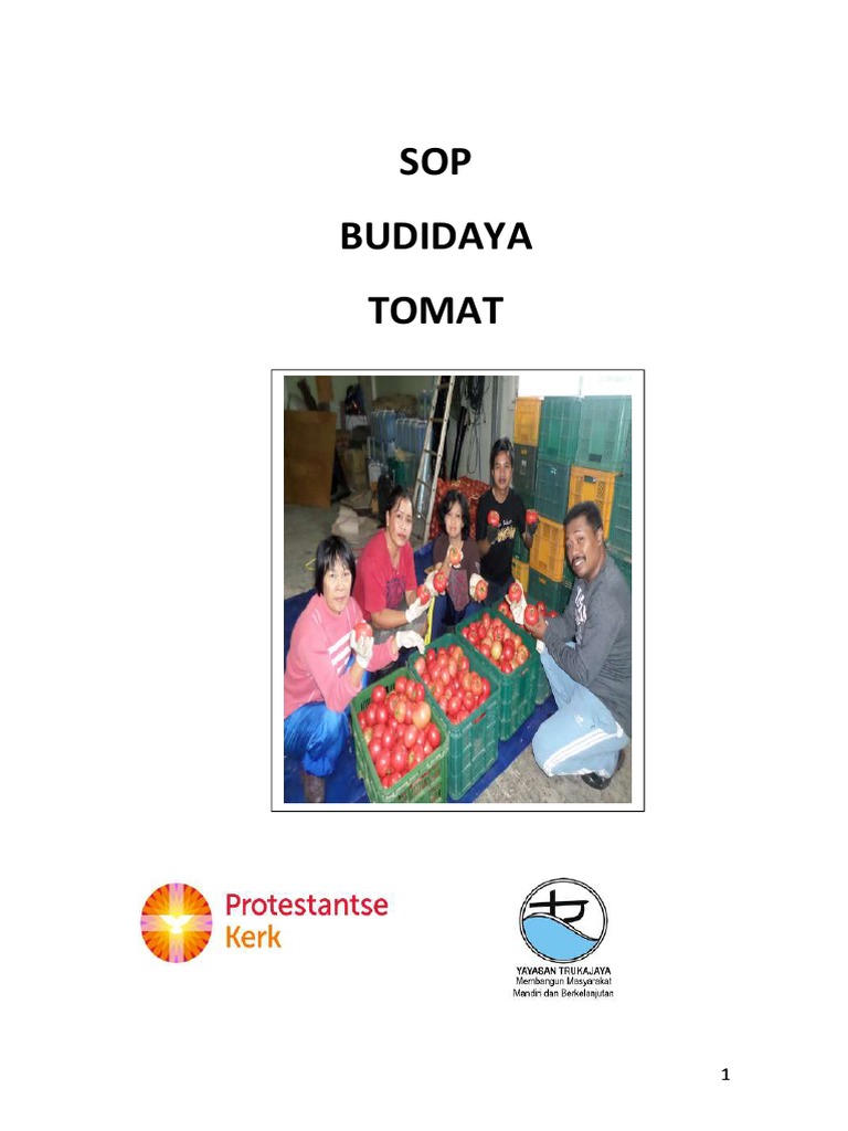 SBT TOMAT - Compressed | PDF