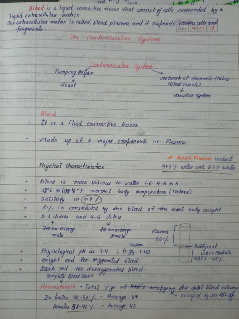 Circulatory System Pdf