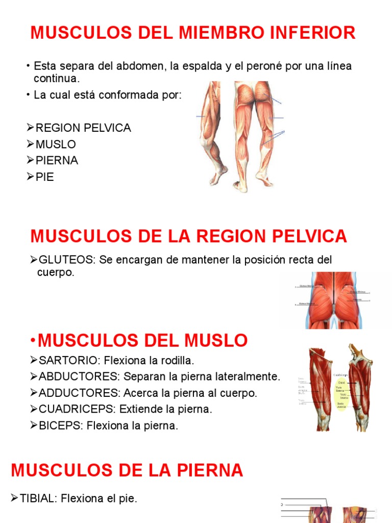 Musculos Del Miembro Inferior | PDF