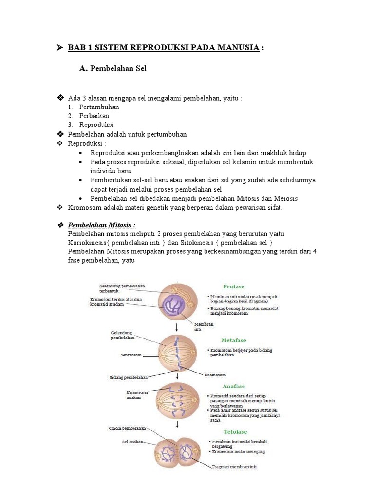 Bab 1 Sistem Reproduksi Pada Manusia | PDF