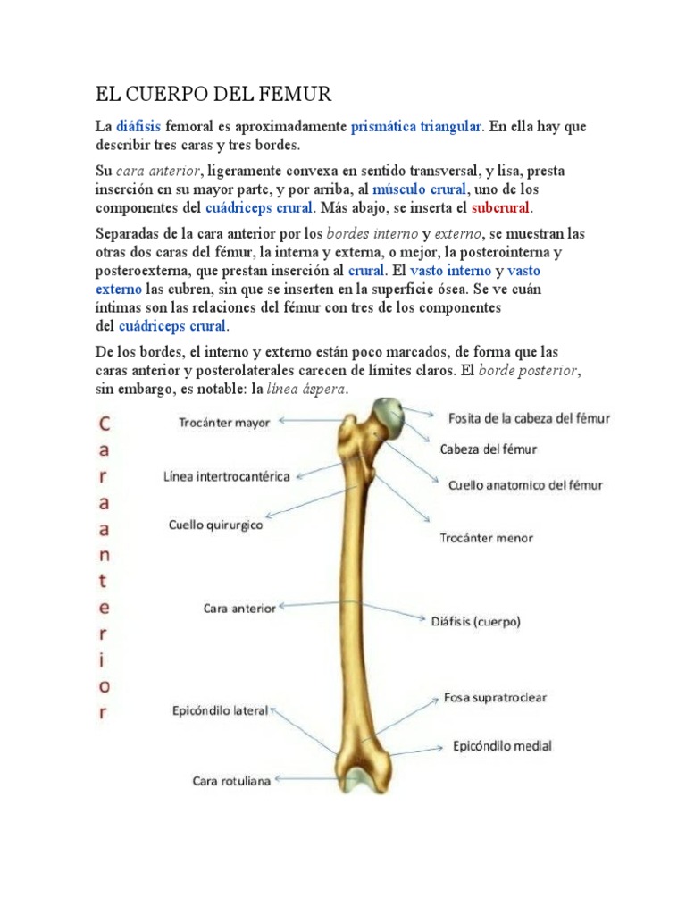 EL CUERPO DEL FEMUR (Autoguardado) | PDF | Anatomía | Anatomía humana
