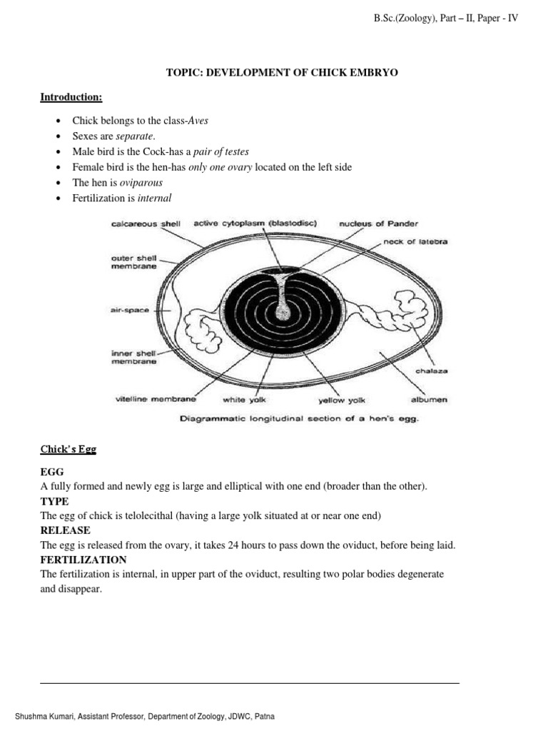 BSc.-3 Development - of - Chick - 1 by Suman Kri | PDF | Yolk | Egg