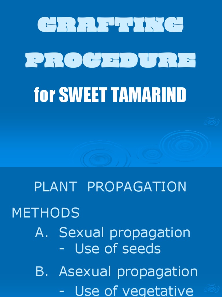 A Guide to Asexual Propagation Techniques for Sweet Tamarind Planting ...
