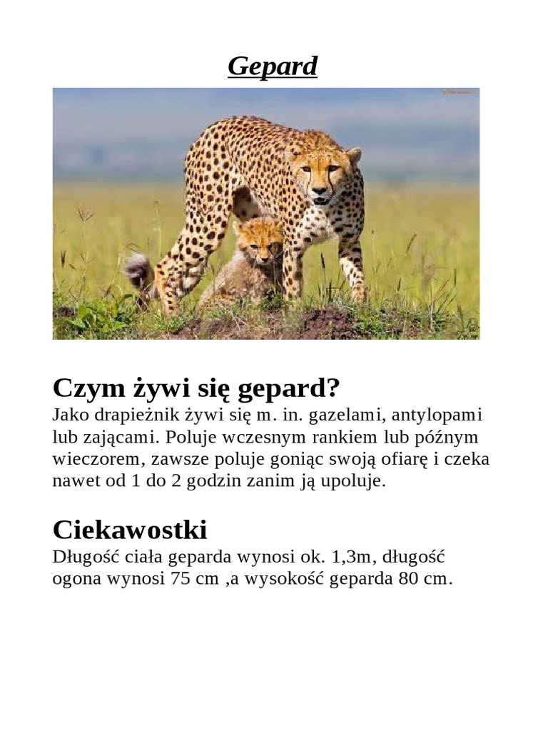 Gepard: Czym Żywi Się Gepard? | PDF
