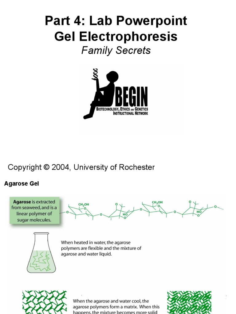 Part 4: Lab Powerpoint Gel Electrophoresis: Family Secrets | PDF ...