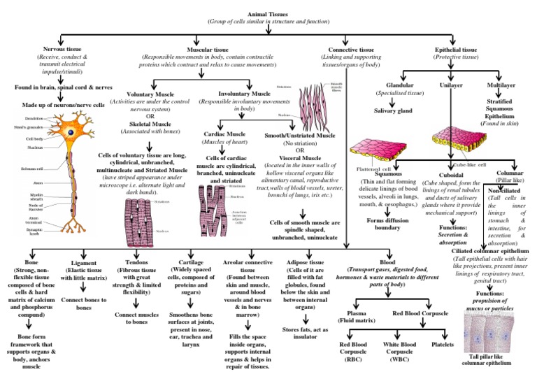Cbse Class Ix Animal Tissue Flow Chart | Download Free PDF | Epithelium ...