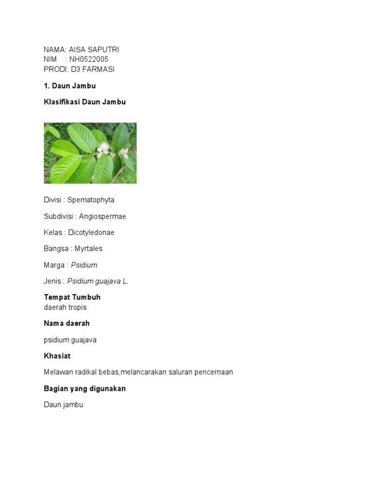 Daun Jambu Klasifikasi Daun Jambu | PDF