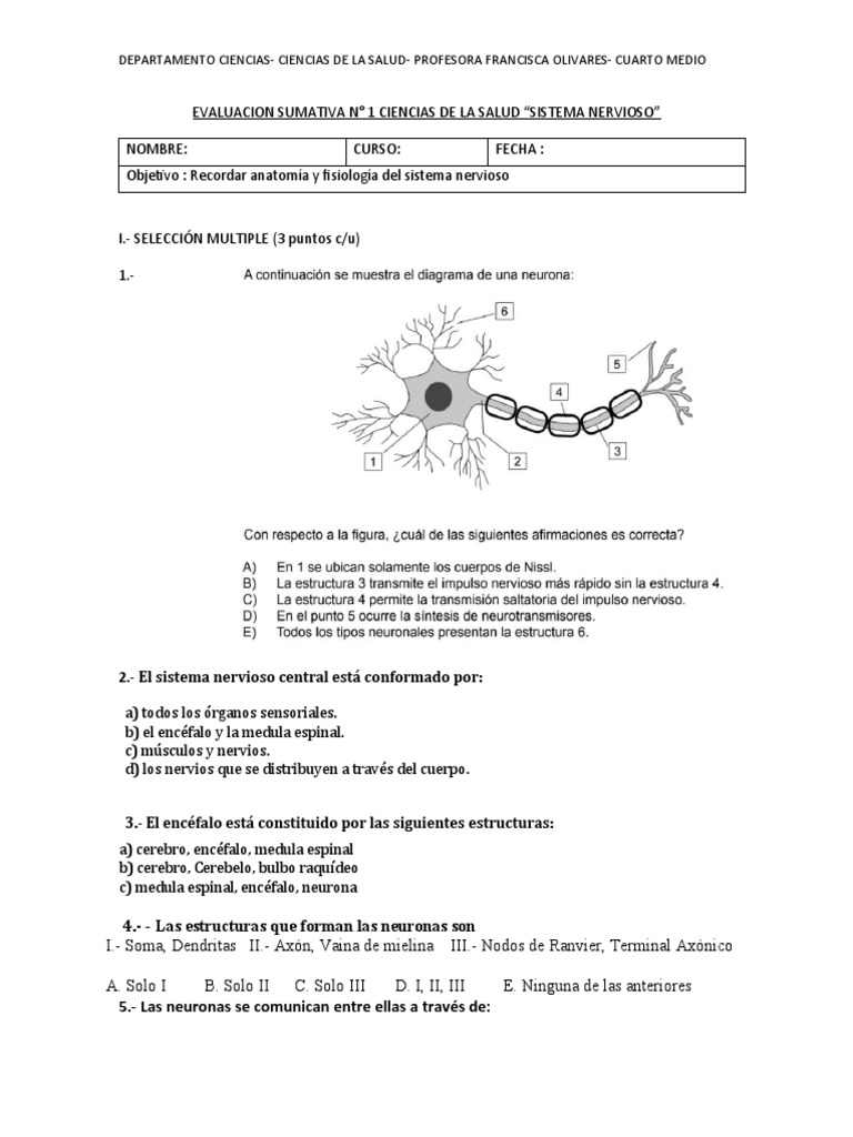 Prueba Sistema Nervioso Cuarto Medio | PDF Prueba Sistema Nervioso Cuarto Medio | PDF