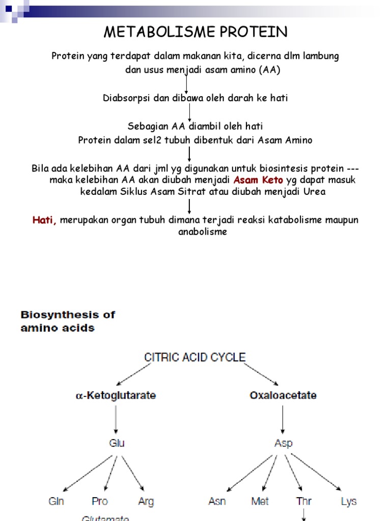 Metabolisme Protein: Asam Keto Hati | PDF