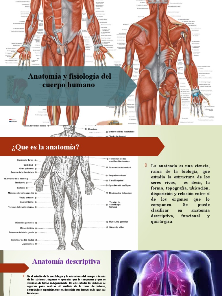 Anatomía Y Fisiología Del Cuerpo Humano 1 Pdf Anatomía Electrólito