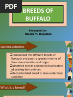 List of Bufalo Breeds | PDF | Bovines | Bovidae