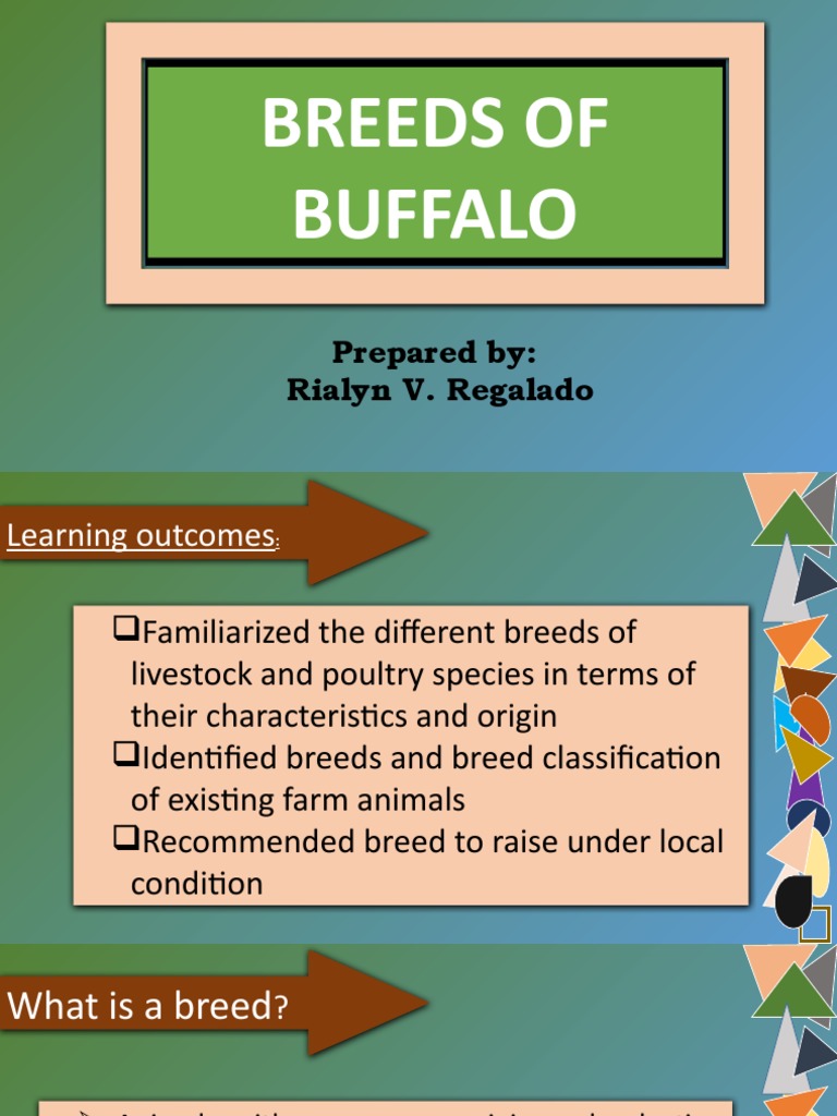 BREEDS OF BUFFALO (Revised) | PDF | Domesticated Animals | Livestock