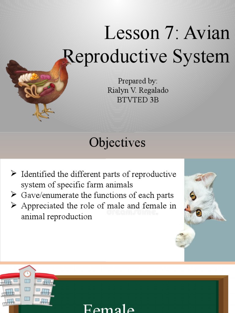 Avian Reproductive Systems Explained | PDF | Reproductive System | Yolk