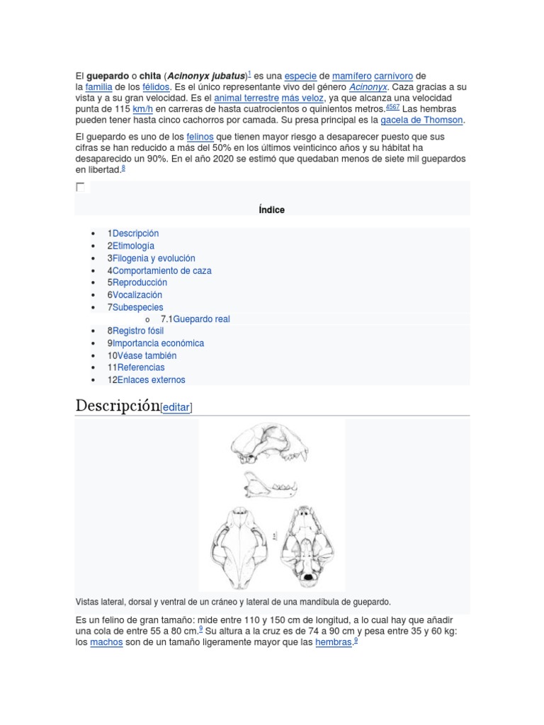 Guepardo | PDF | Felinos | Gatos