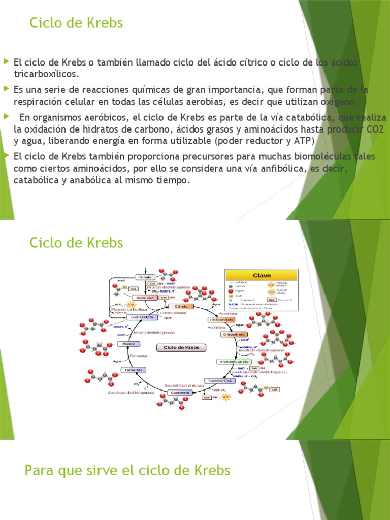 Ciclo de Krebs | PDF