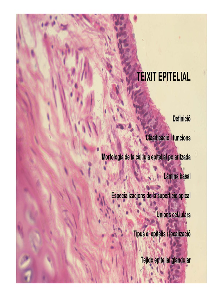 Tema 2.teixit Epitelial | PDF