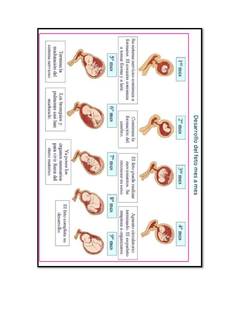 Desarrollo Fetal | PDF