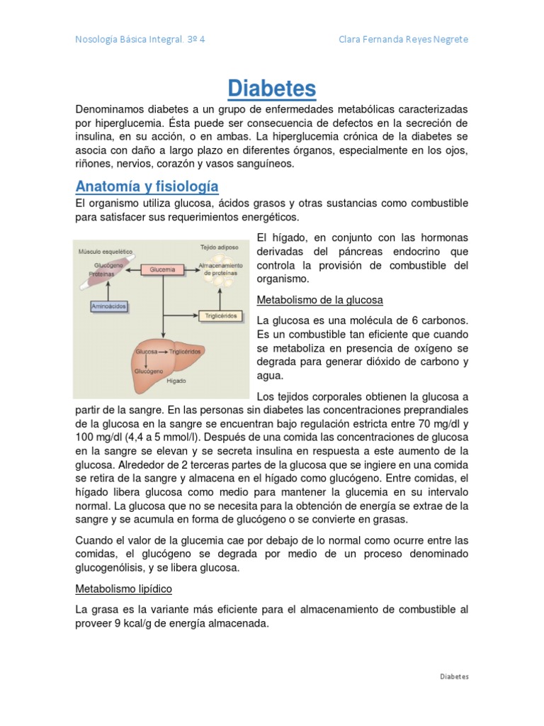 Diabetes: Metabolismo y Fisiopatología | PDF | Diabetes | Insulina