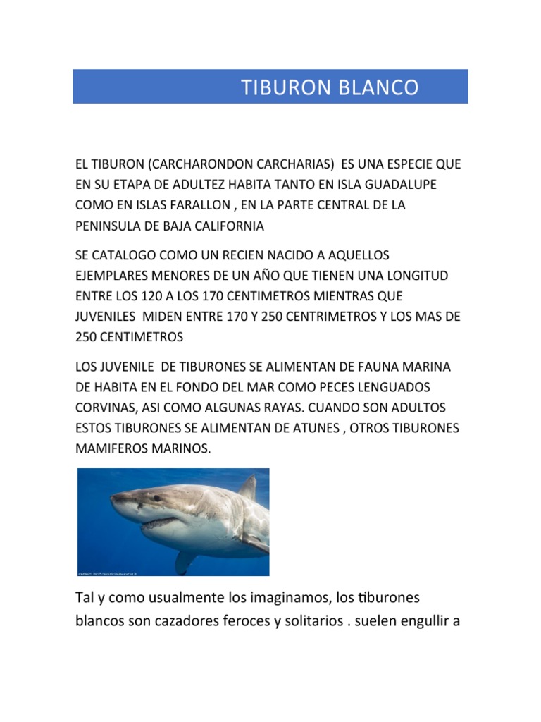 Tiburon Blanco Pdf
