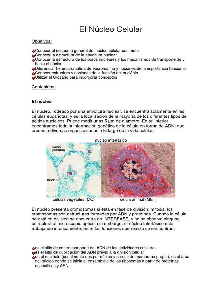 Estructura y Función del Núcleo Celular | PDF | Nucleo celular ...