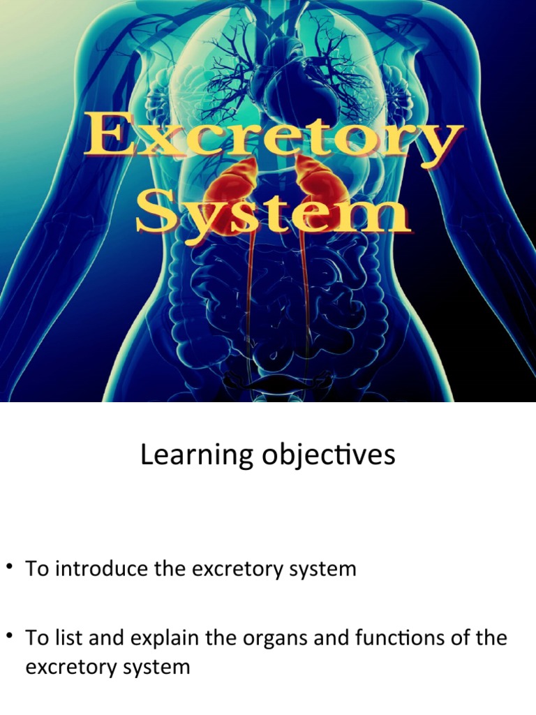 4. The Excretory System (1) | PDF | Kidney | Excretion