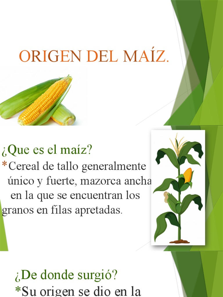 Origen Del Maíz en Mexico | PDF