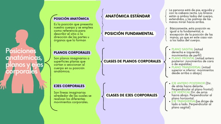 Posiciones Anatómicas, Planos y Ejes Corporales: Anatómica Estándar | PDF | Eje