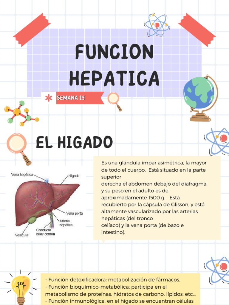 Funcion Hepatica | PDF | Hígado | Cirrosis