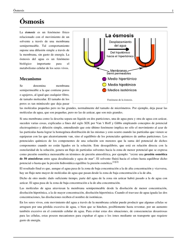 Ósmosis | PDF | Ósmosis | Agua